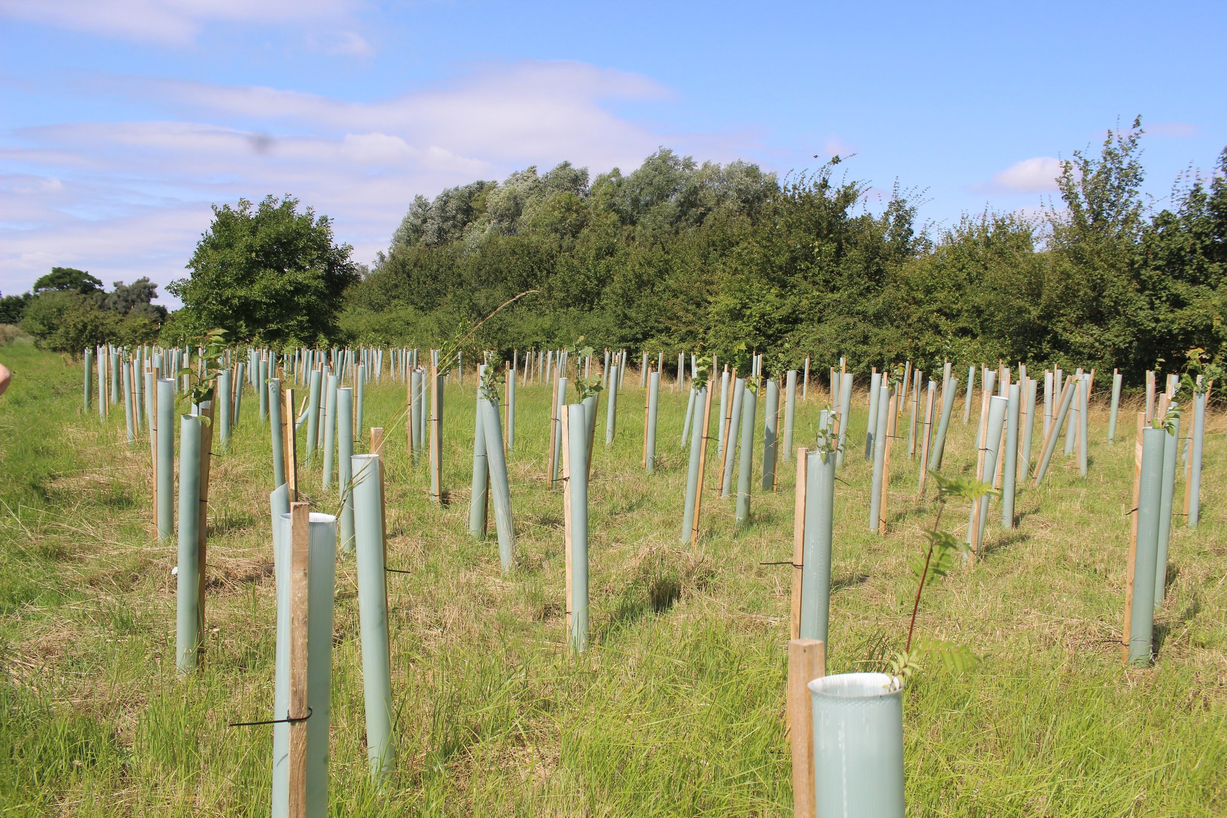 Trees for Climate: Sheerhatch Primary, Cople, Bedford - England's ...